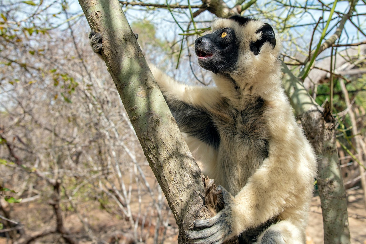 Sifaka,Lemur,,Silky,Sifaka,(propithecus,Candidus),,Madagascar | Good ...