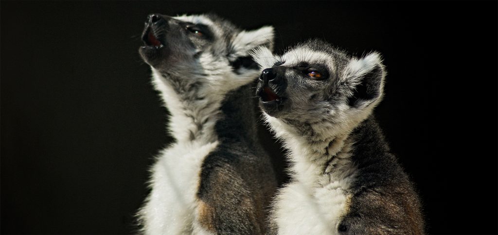 Ring-tailed,Lemurs,Are,Some,Of,The,Most,Vocal,Primates.,Vocal | Good ...