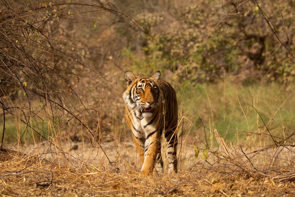 Tiger Conan Dumenil | Good Nature Travel Blog