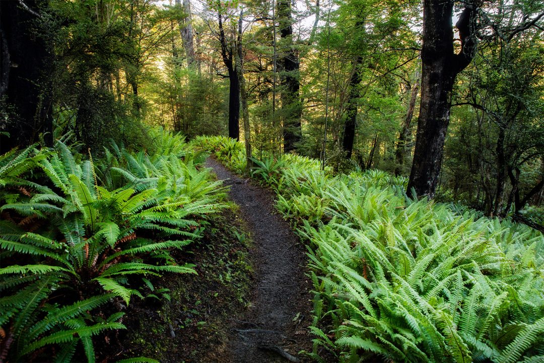 Path,In,Fern,Forest,Landscape.,New,Zealand,Walking,Track,In | Good ...