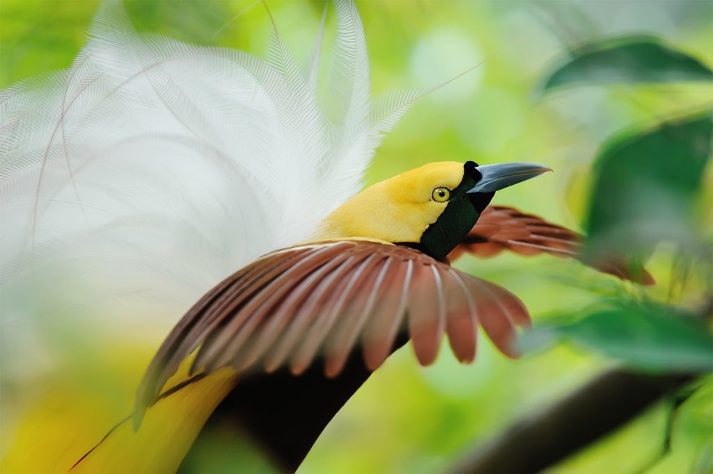 Dancing,Bird,Of,Paradise | Good Nature Travel Blog