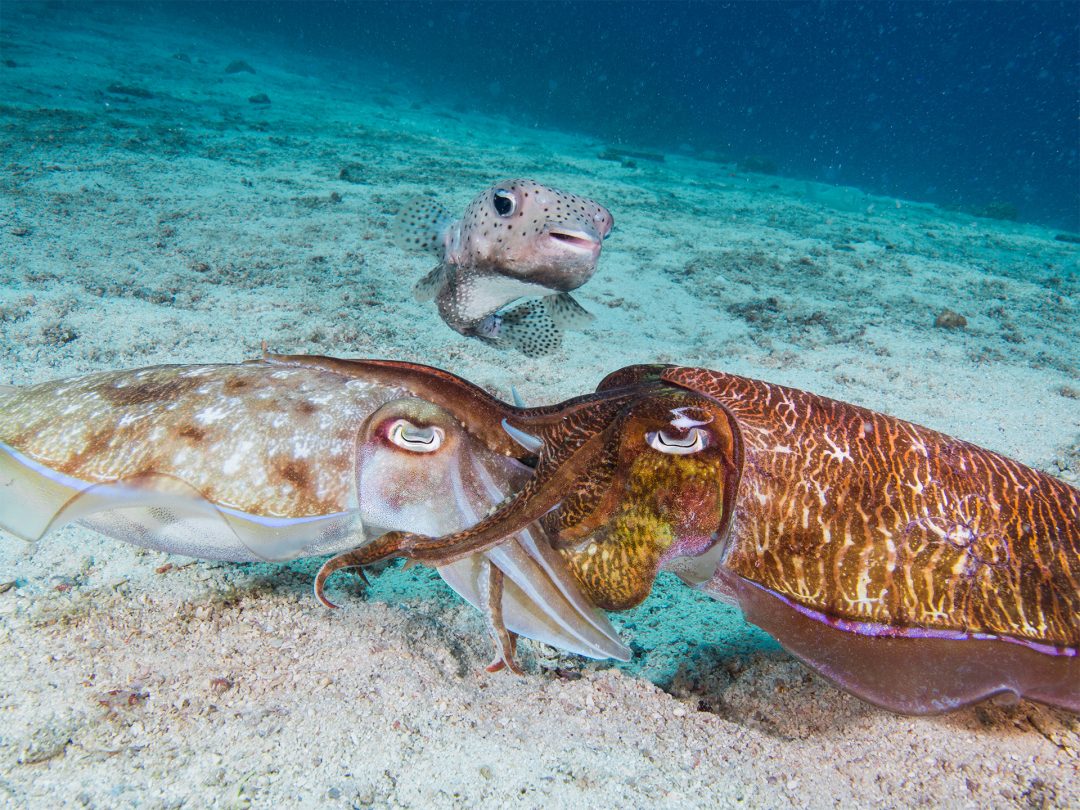 Pharao,Cuttlefish,Mating,On,A,Coral,Reef | Good Nature Travel Blog