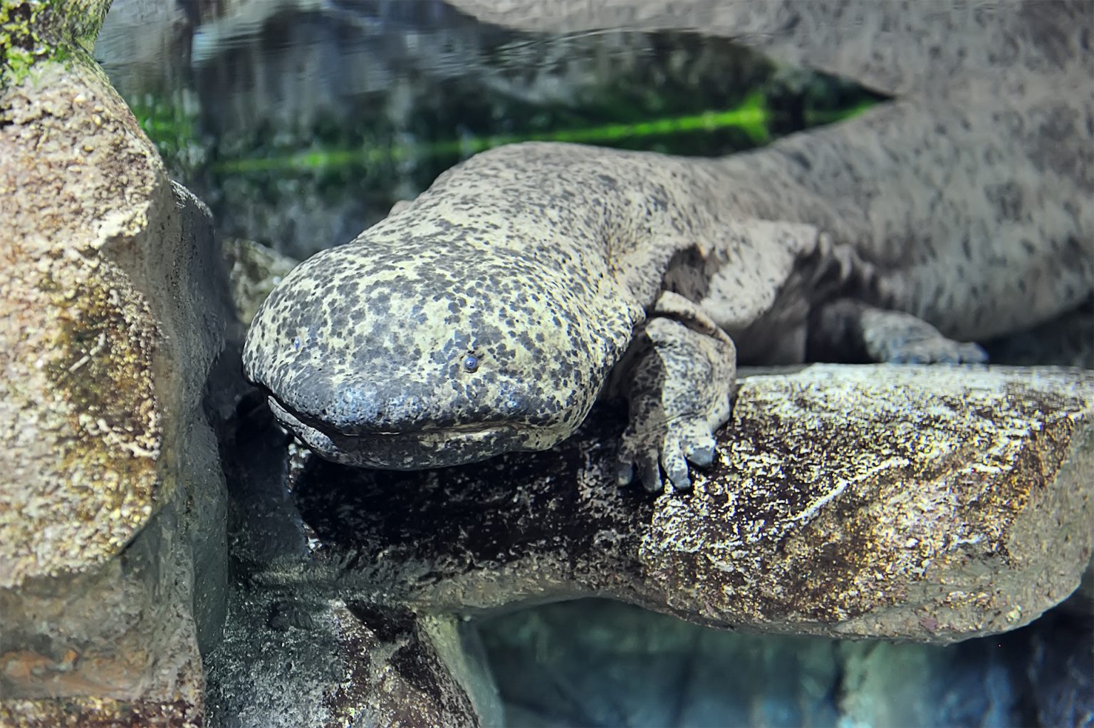 Chinese,Giant,Salamander,In,Freshwater,Aquarium,,Selective,Focus ...