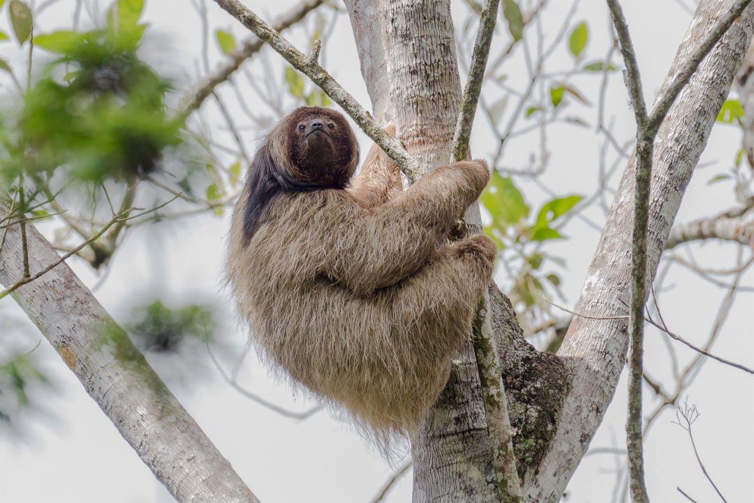 Maned,Sloth,In,The,Brazilian,Atlantic,Forest | Good Nature Travel Blog