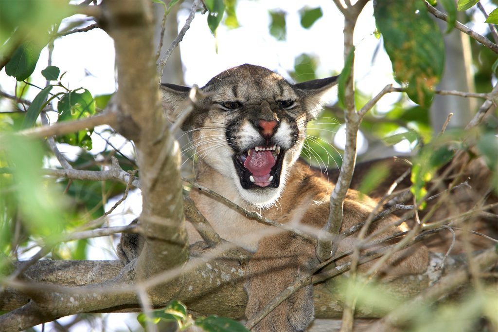 Cougar,,Puma,Concolor,,Adult,Snarling,,Perched,In,Tree,,Los,Lianos ...