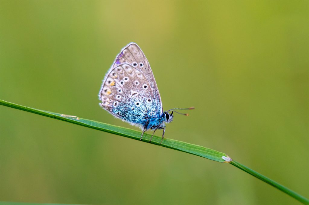 Phengaris,Alcon,,The,Alcon,Blue,Or,Alcon,Large,Blue | Good Nature ...