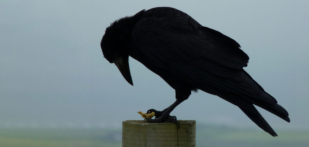 Crow_Raven 2-fin_Web | Good Nature Travel Blog