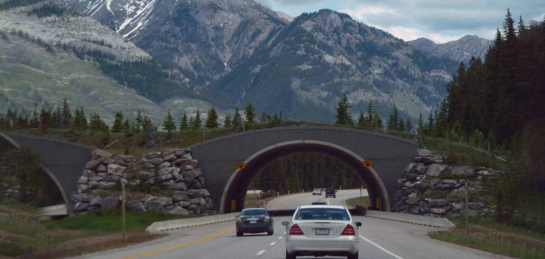 Overpass_Banff NP_Brian Sterling_flickr fin_Web | Good Nature Travel Blog