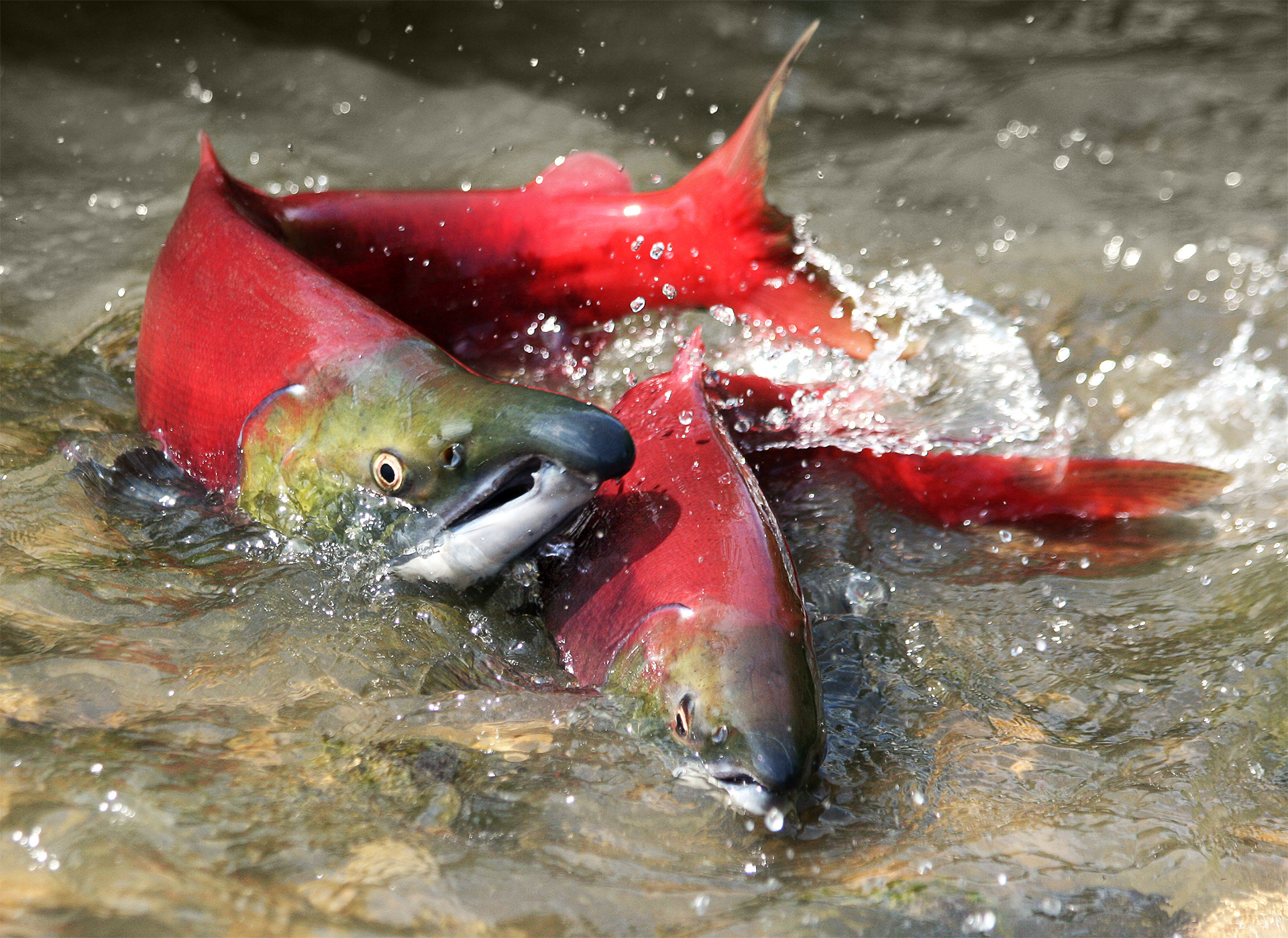 Male,And,Female,Red,Salmon,In,River,Before,Spawning | Good Nature ...