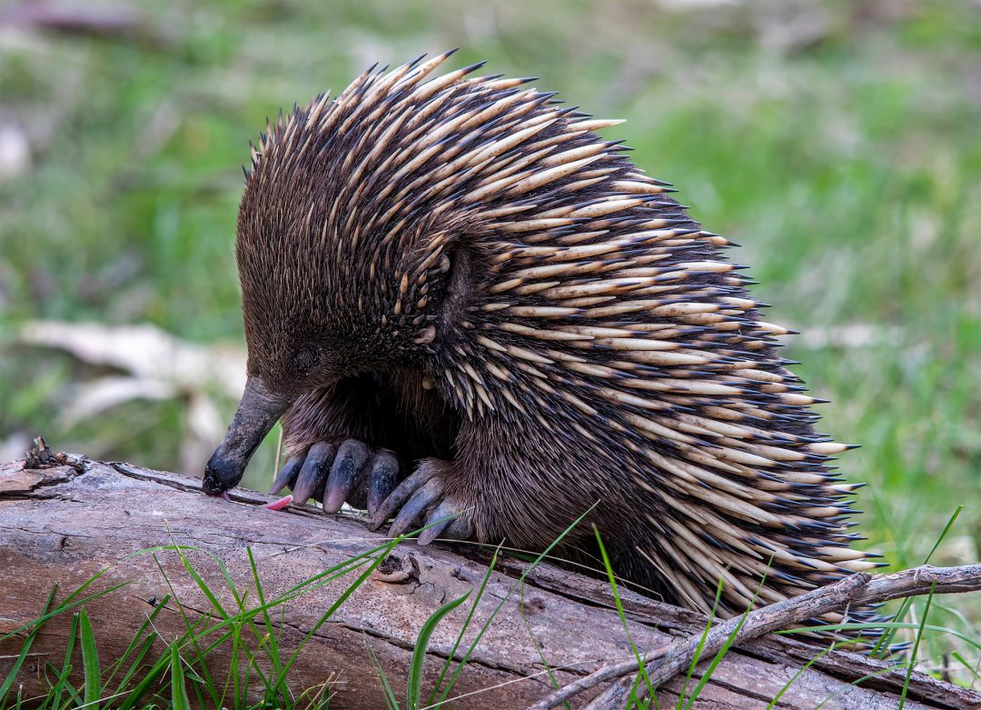 Short-beaked Echidna feeding from insects in crack in fallen log | Good Nature Travel Blog