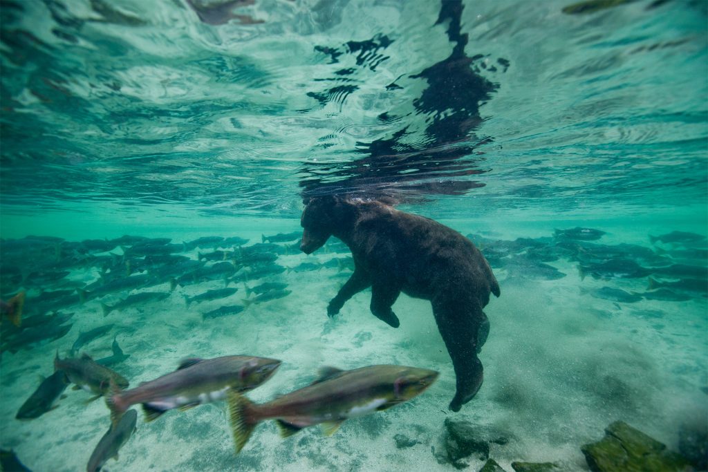 Underwater Brown Bear, Katmai National Park, Alaska | Good Nature Travel Blog