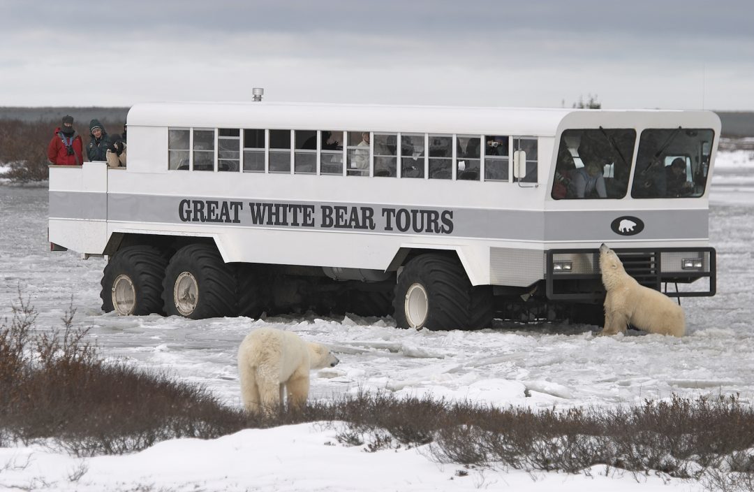 Colin McNulty Polar Rover and polar bears | Good Nature Travel Blog