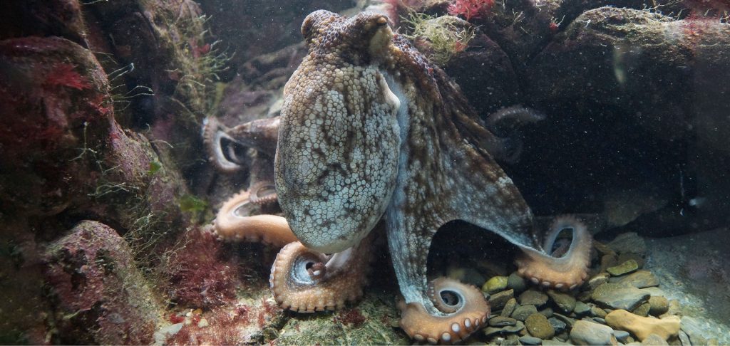 Common-Octopus-Fin_Web | Good Nature Travel Blog