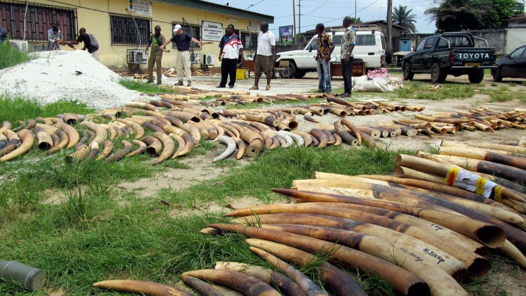 Confiscated ivory | Good Nature Travel Blog