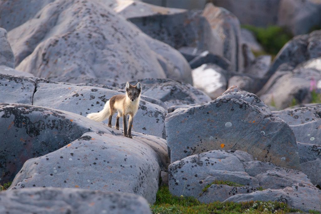 Arctic Fox running over the rocks in Northern Canada | Good Nature ...