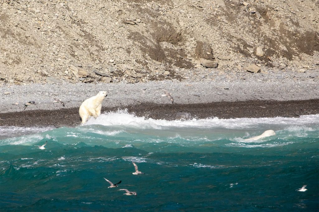 Polar bear beluga off coastline | Good Nature Travel Blog