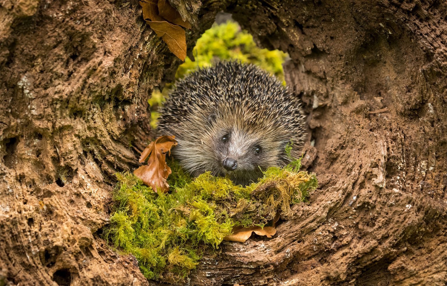 Hedgehog, wild, native, Euroepean hedgehog emerging from hiberna | Good ...