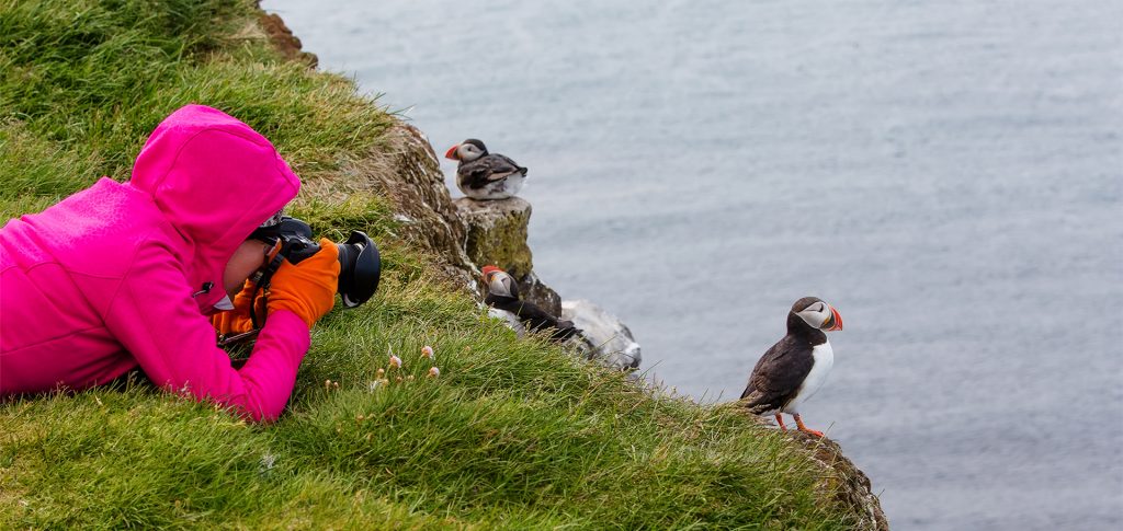Cute Atlantic puffin in Iceland | Good Nature Travel Blog