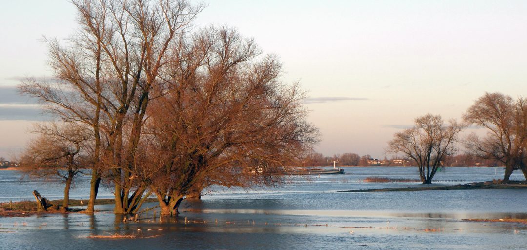 Climate Change_Flood Trees fin_Web | Good Nature Travel Blog