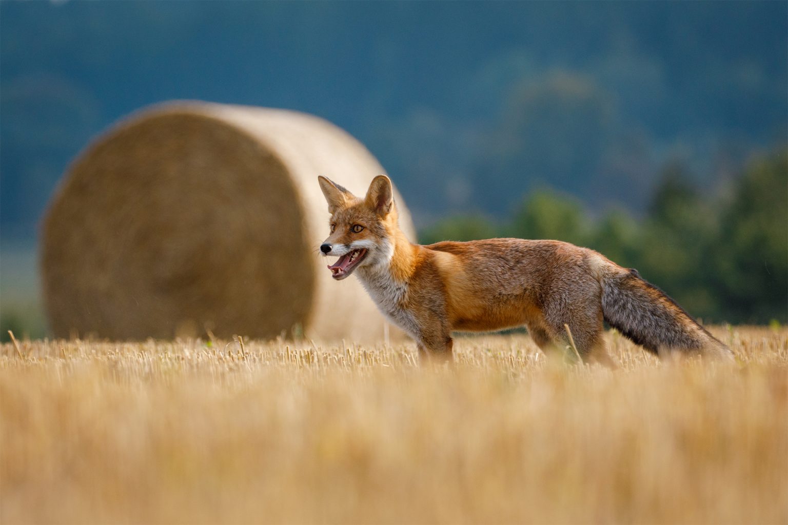 Hungry fox. Red fox, Vulpes vulpes, hunting voles on stubble. Fo | Good ...