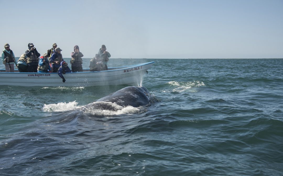 Gray Whale Bill Gent / Diana Russler | Good Nature Travel Blog