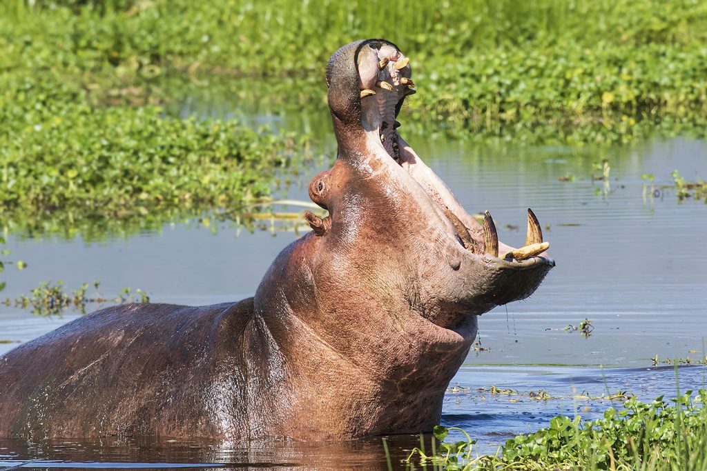 Tanzania Hippo Gene Hollander | Good Nature Travel Blog
