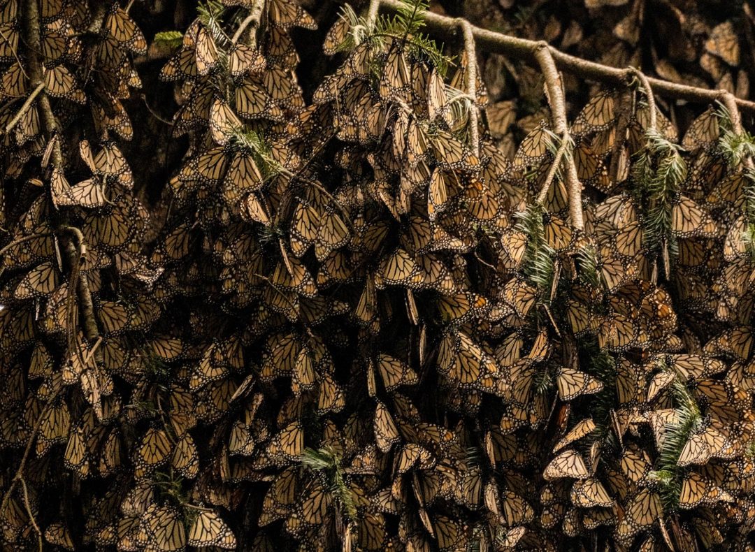 Monarch Butterfly Cluster by Jessica Morgan | Good Nature Travel Blog
