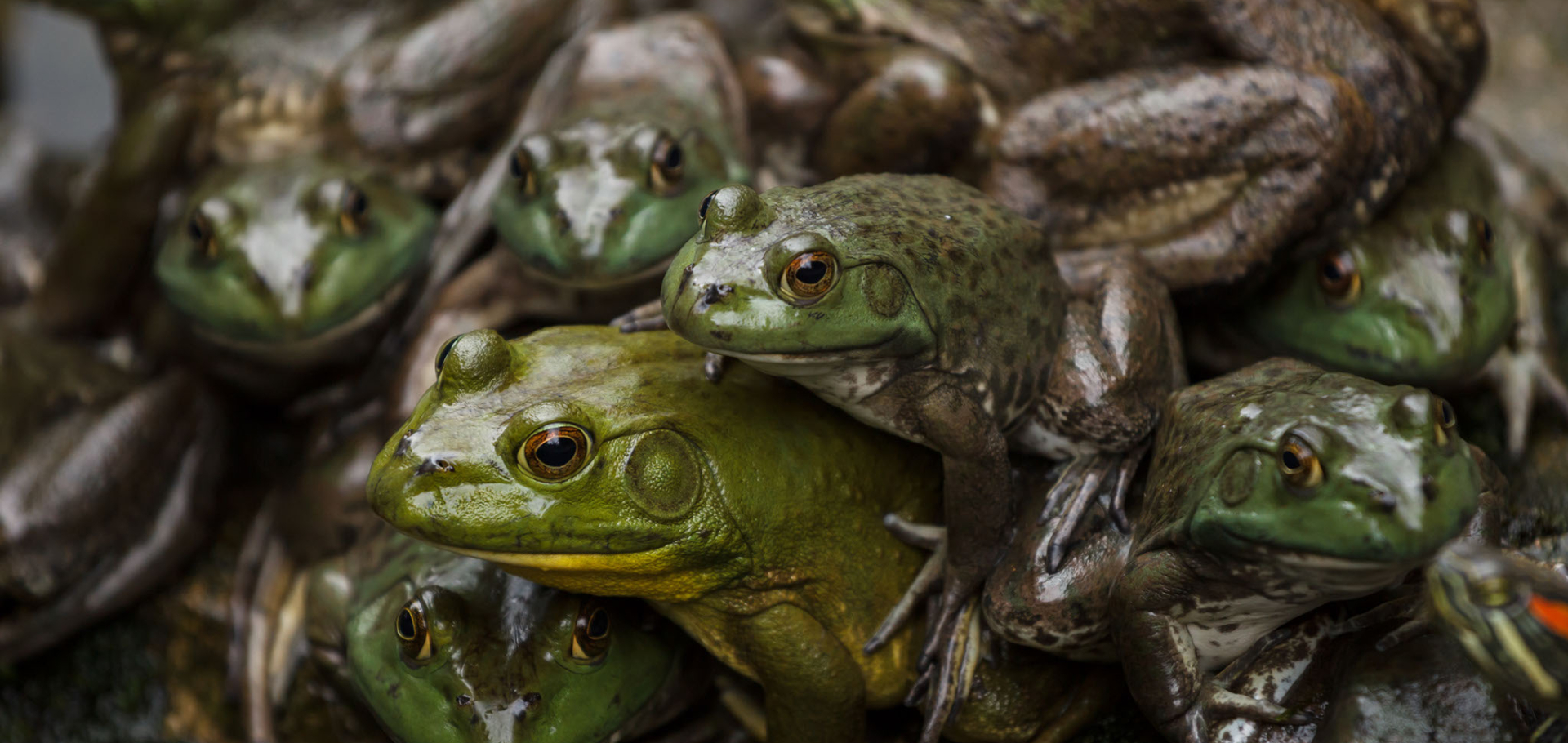 1920×910 Blog Header-1 (1) | Good Nature Travel Blog