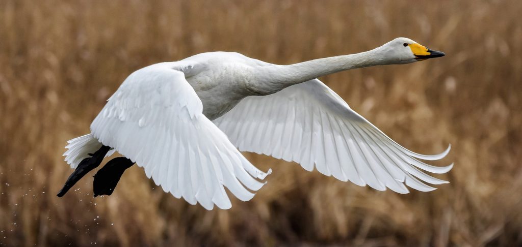 Bird Wing 7 fin_Web | Good Nature Travel Blog