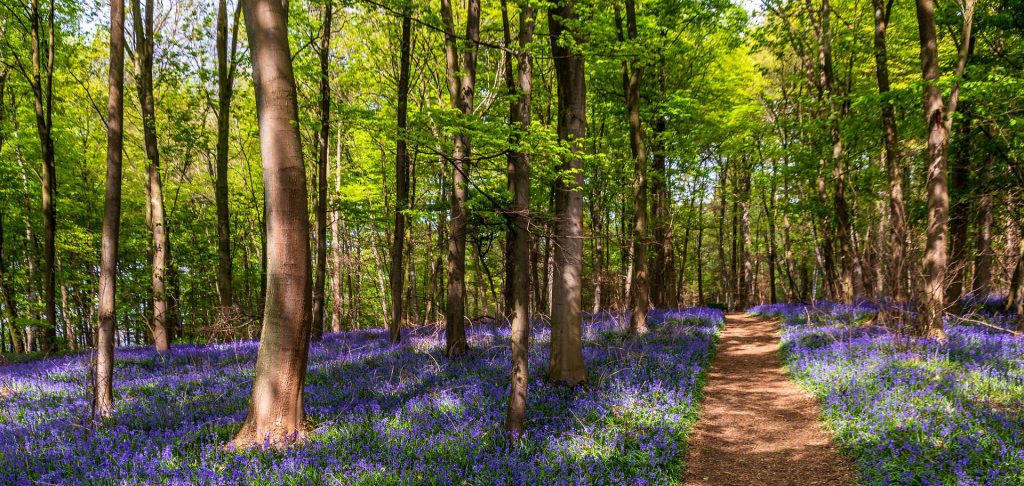 Trees 16 fin_Web | Good Nature Travel Blog