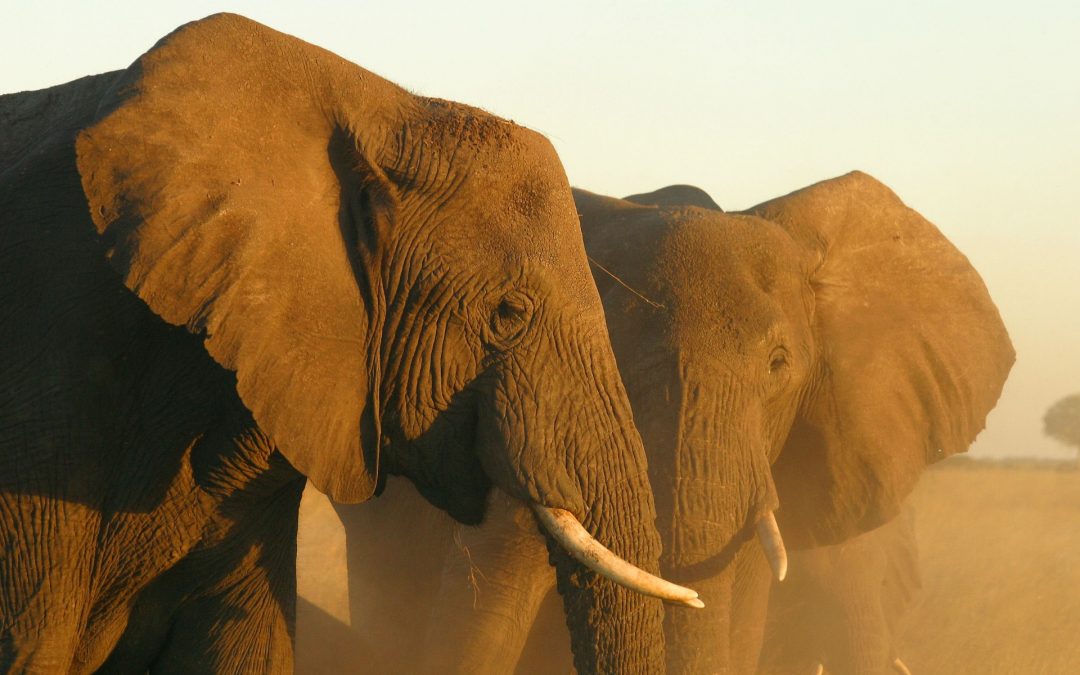 1920 blog-1 (11) | Good Nature Travel Blog