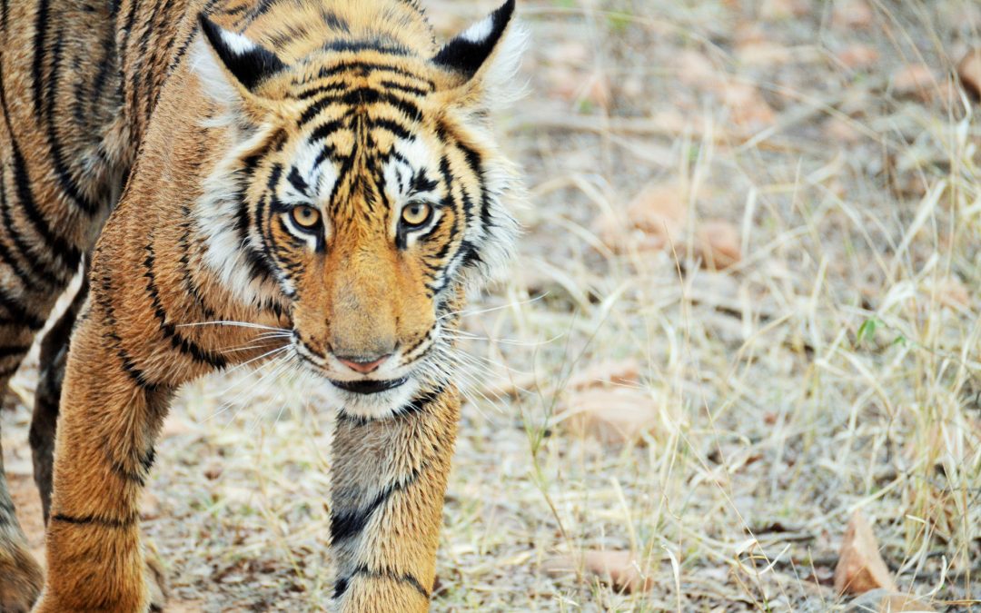 1920 blog-1 (16) | Good Nature Travel Blog