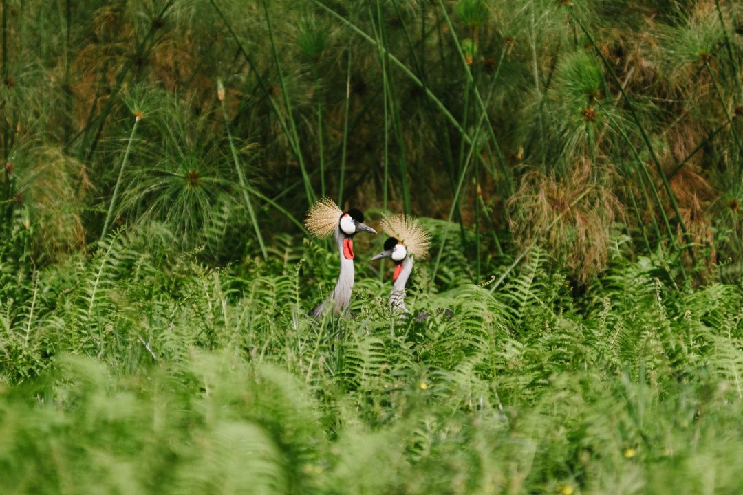 1920 blog-1 (2) | Good Nature Travel Blog