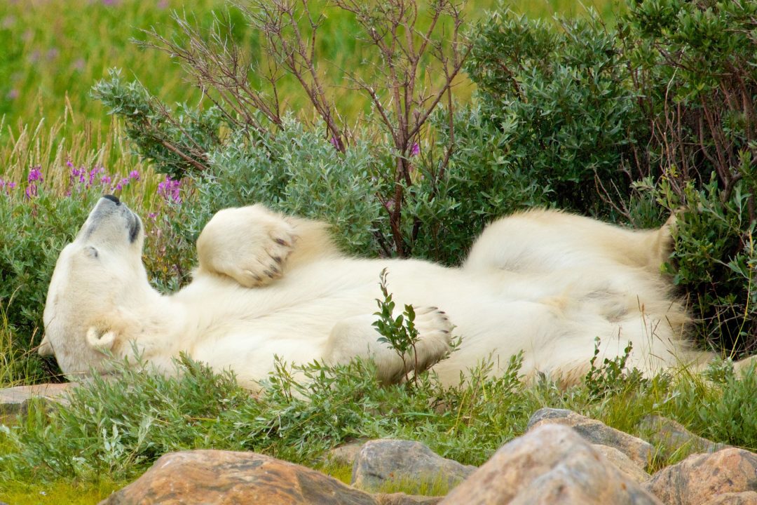 1920 blog-1 (30) | Good Nature Travel Blog