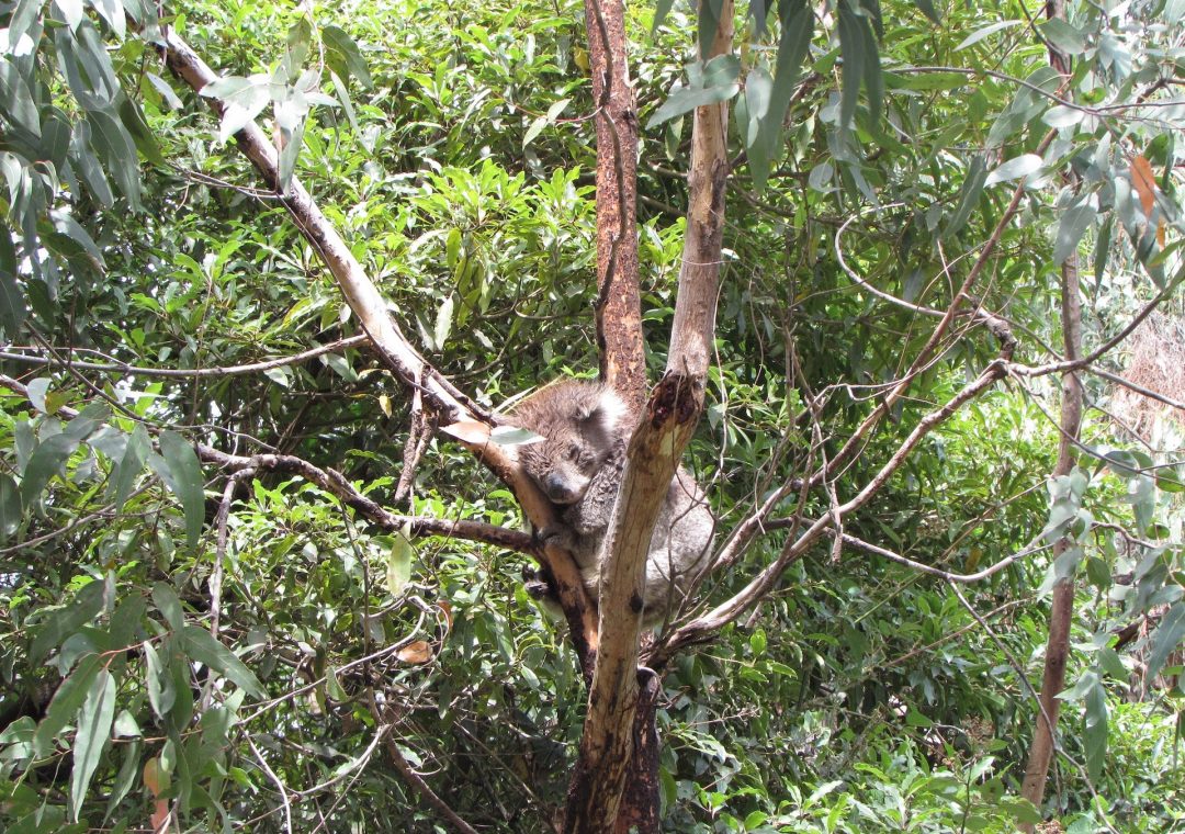 Koala Lavanya Sunkara | Good Nature Travel Blog