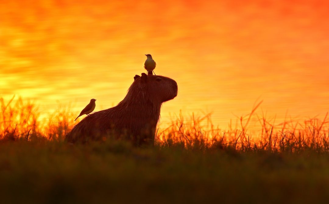 Capybara,In,The,Lake,Water,With,Birds.,The,Biggest,Mouse | Good Nature ...