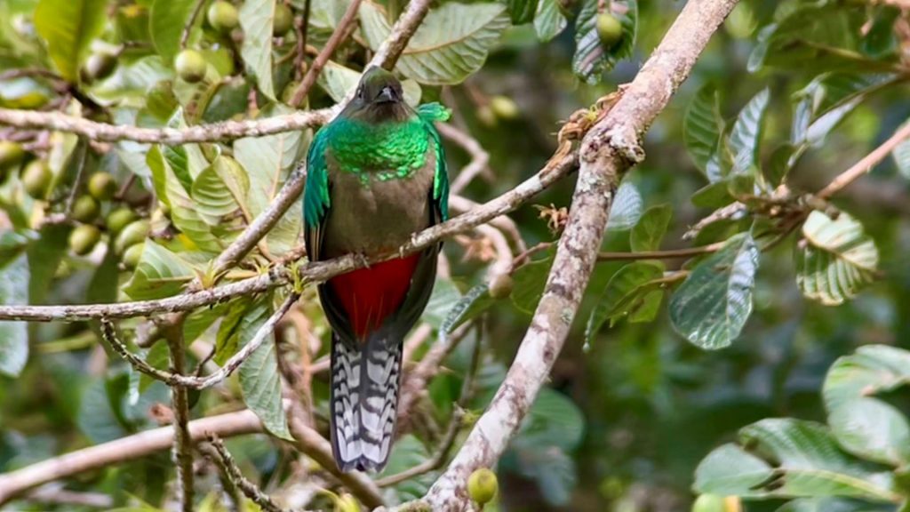 Quetzal | Good Nature Travel Blog