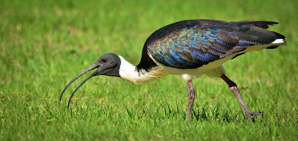 Straw Necked Ibis 2_Laurie Boyle_flickr fin_Web | Good Nature Travel Blog