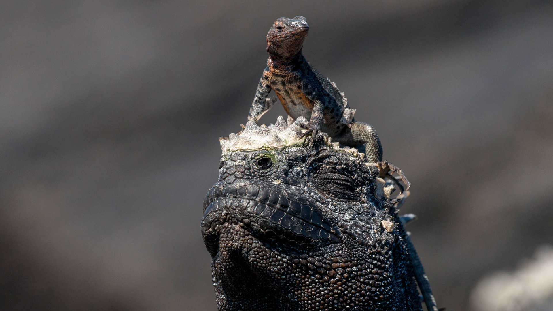 1920 blog-1 | Good Nature Travel Blog