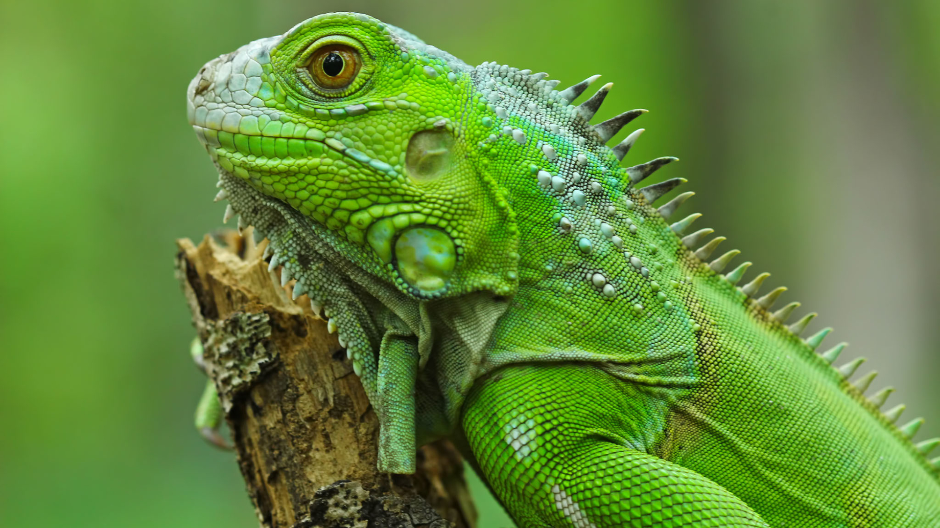 1920 blog-1 (3) | Good Nature Travel Blog