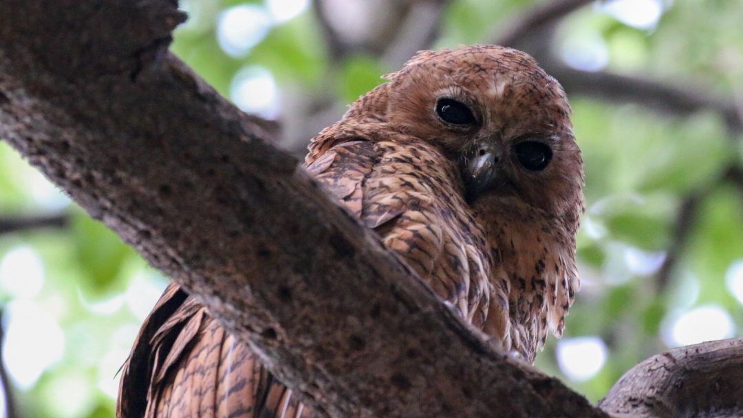 Pel’s fishing owl | Good Nature Travel Blog