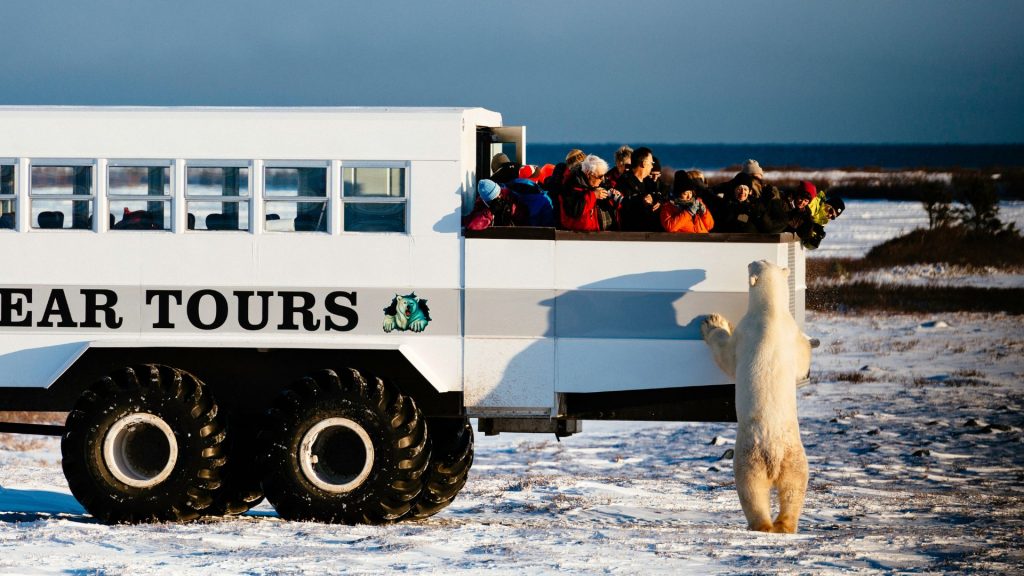 Polar bear tours | Good Nature Travel Blog