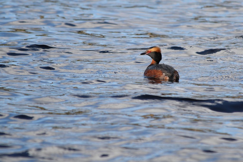 Slavonian grebe | Good Nature Travel Blog