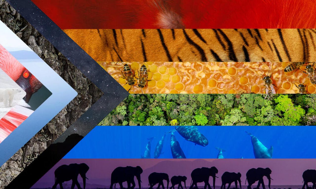 WWF Nature Pride Flag | Good Nature Travel Blog