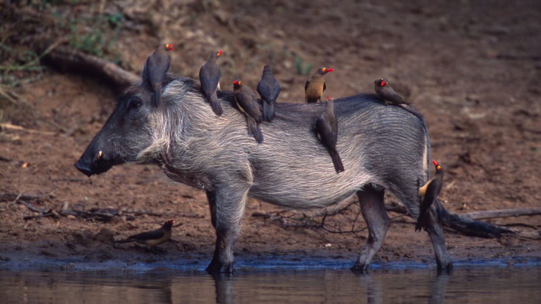 Warthog | Good Nature Travel Blog