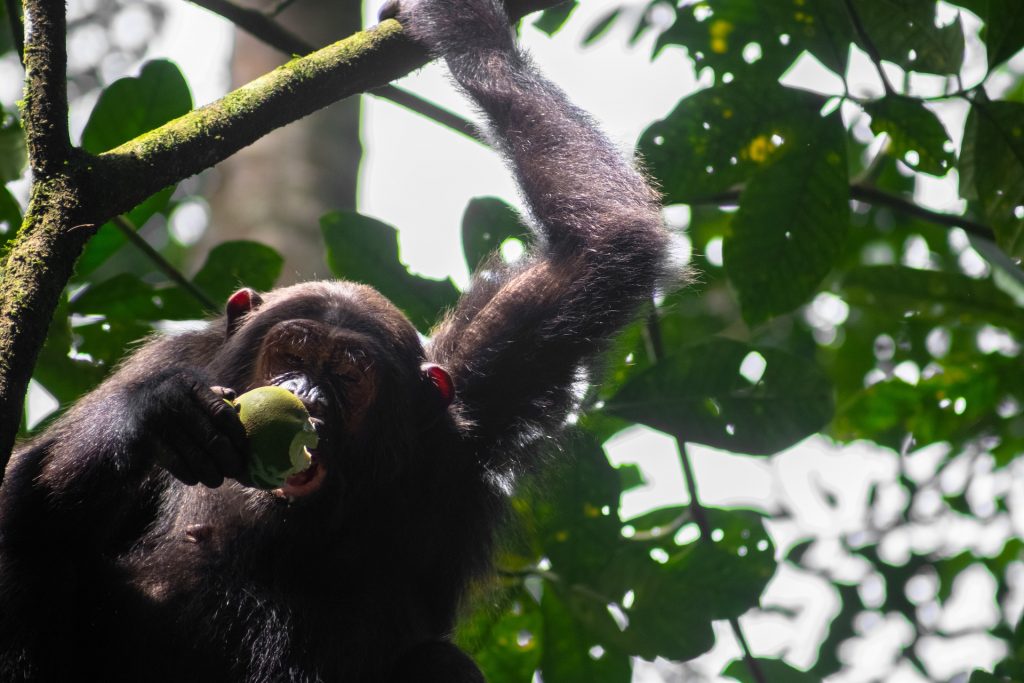 A,Chimpanzee,Feeding,On,Fig,Fruits,In,The,Kibale,Nature | Good Nature ...