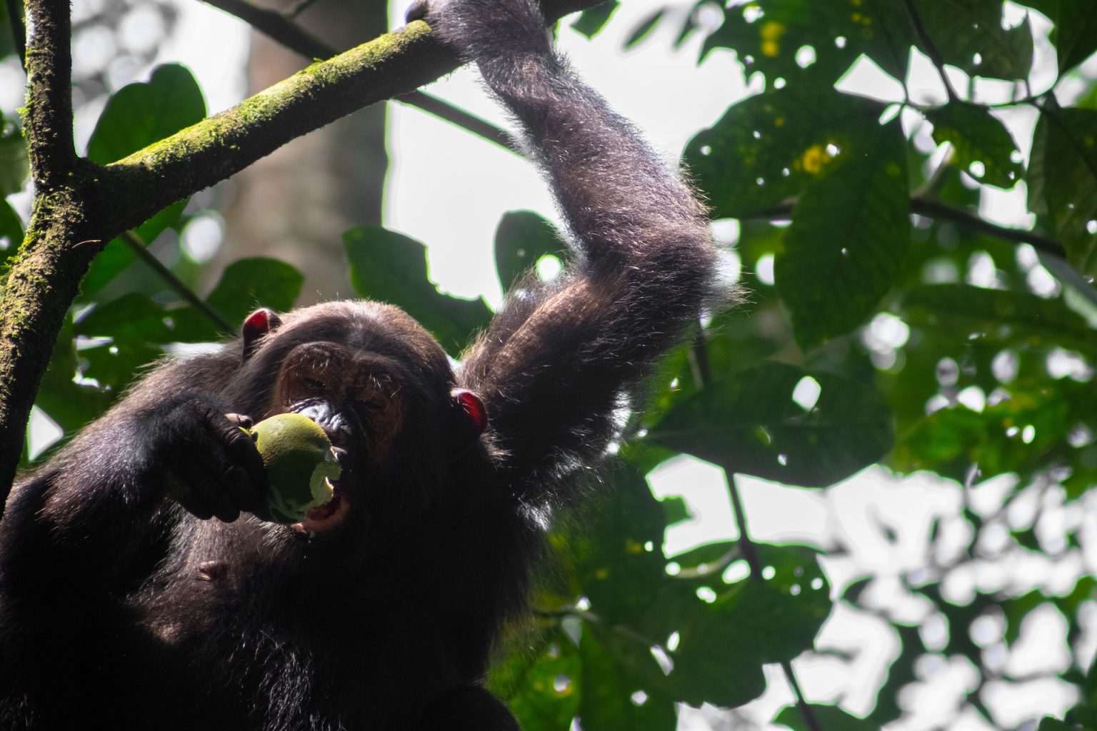 A,Chimpanzee,Feeding,On,Fig,Fruits,In,The,Kibale,Nature | Good Nature ...
