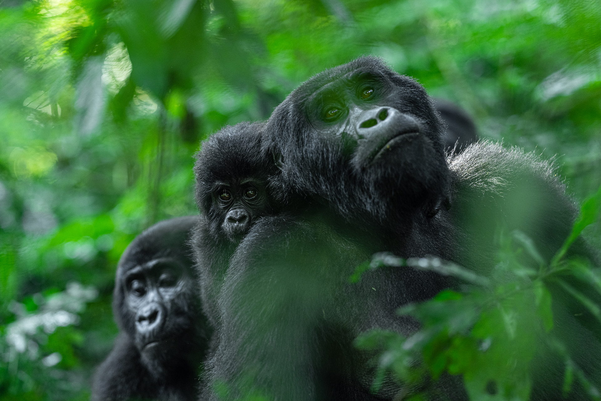 Ultimate Primates-106689 | Good Nature Travel Blog
