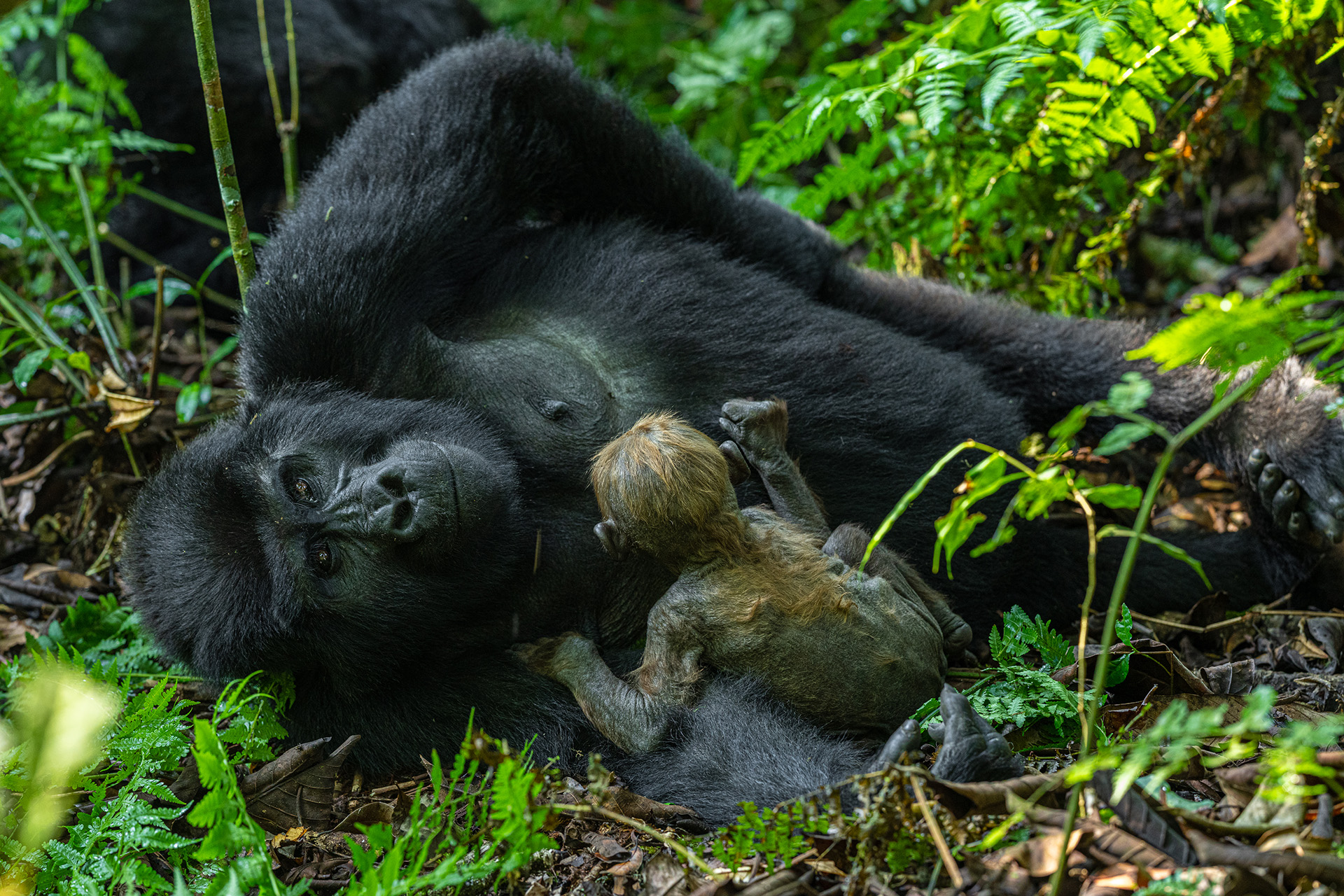 Ultimate Primates-106883 | Good Nature Travel Blog