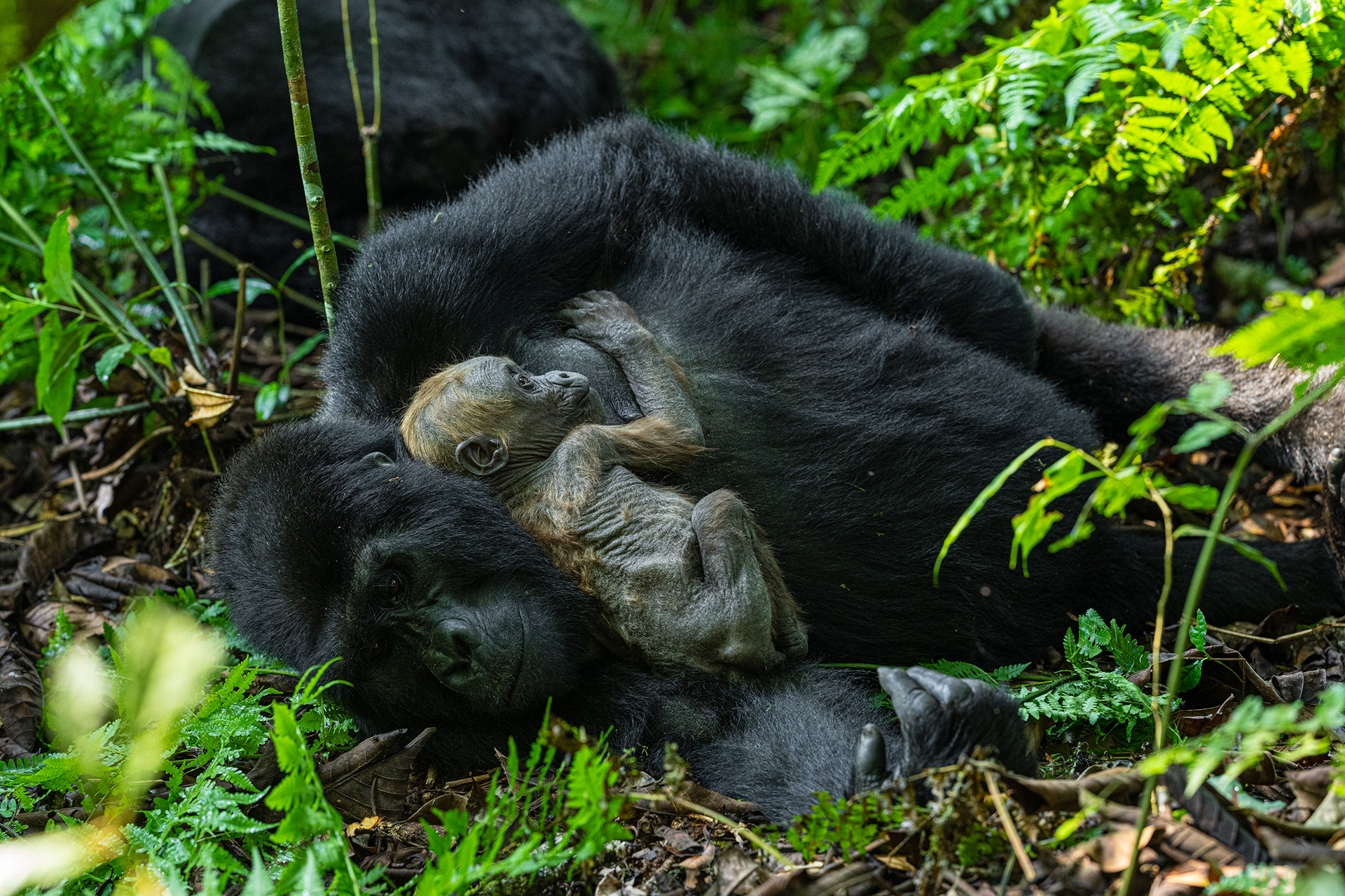 Ultimate Primates-106895 | Good Nature Travel Blog